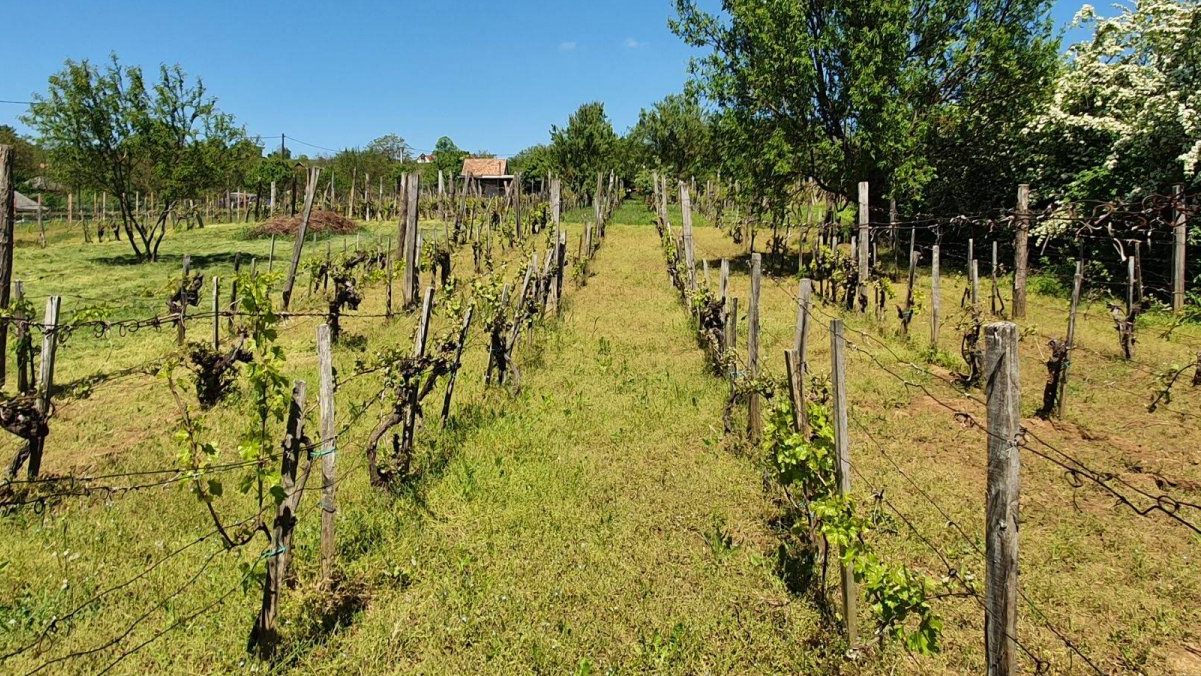 A sámánok gonosz célra is használják, perui férfi beszélt a siklósi ...